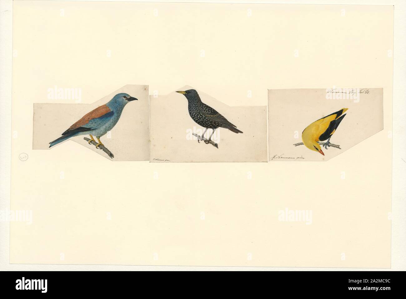 Ravens rooks jackdaws choughs hi-res stock photography and images - Alamy