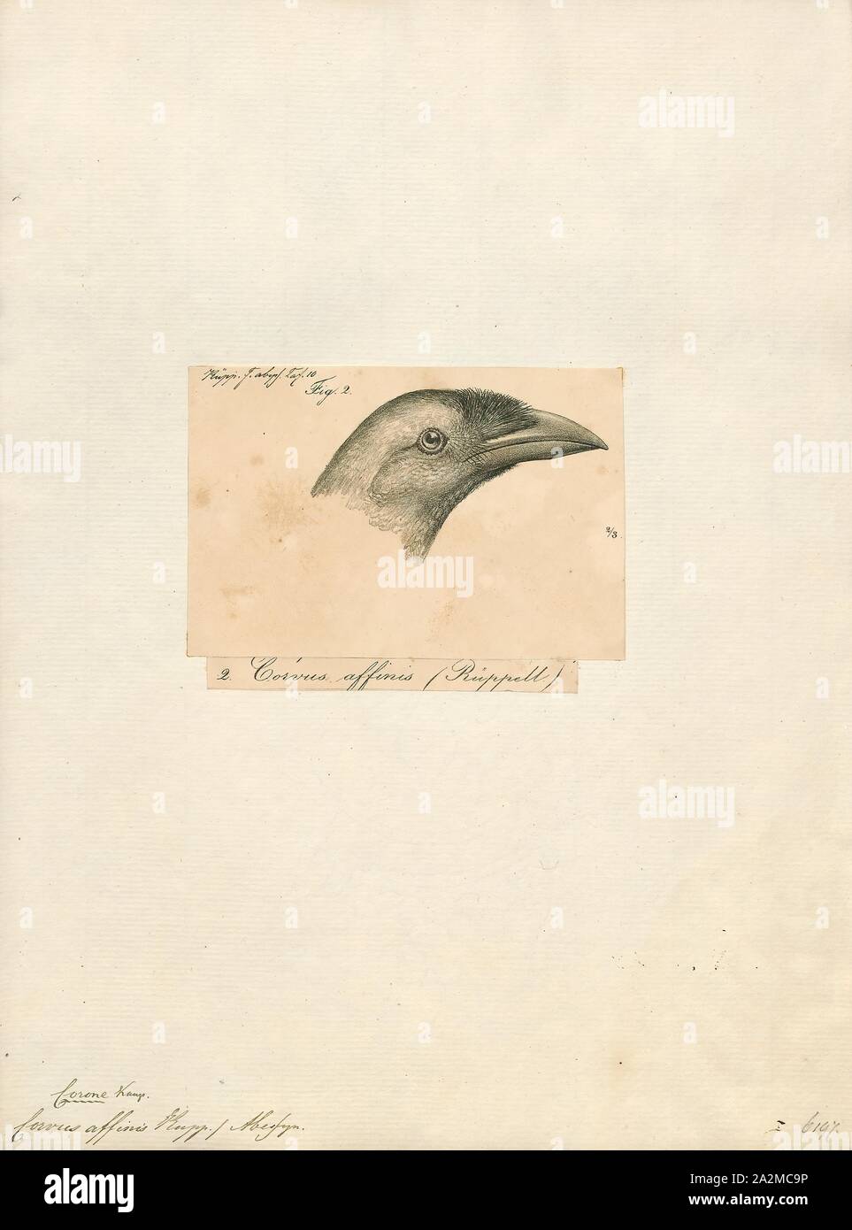 Corvus affinis, Print, Corvus is a widely distributed genus of medium ...