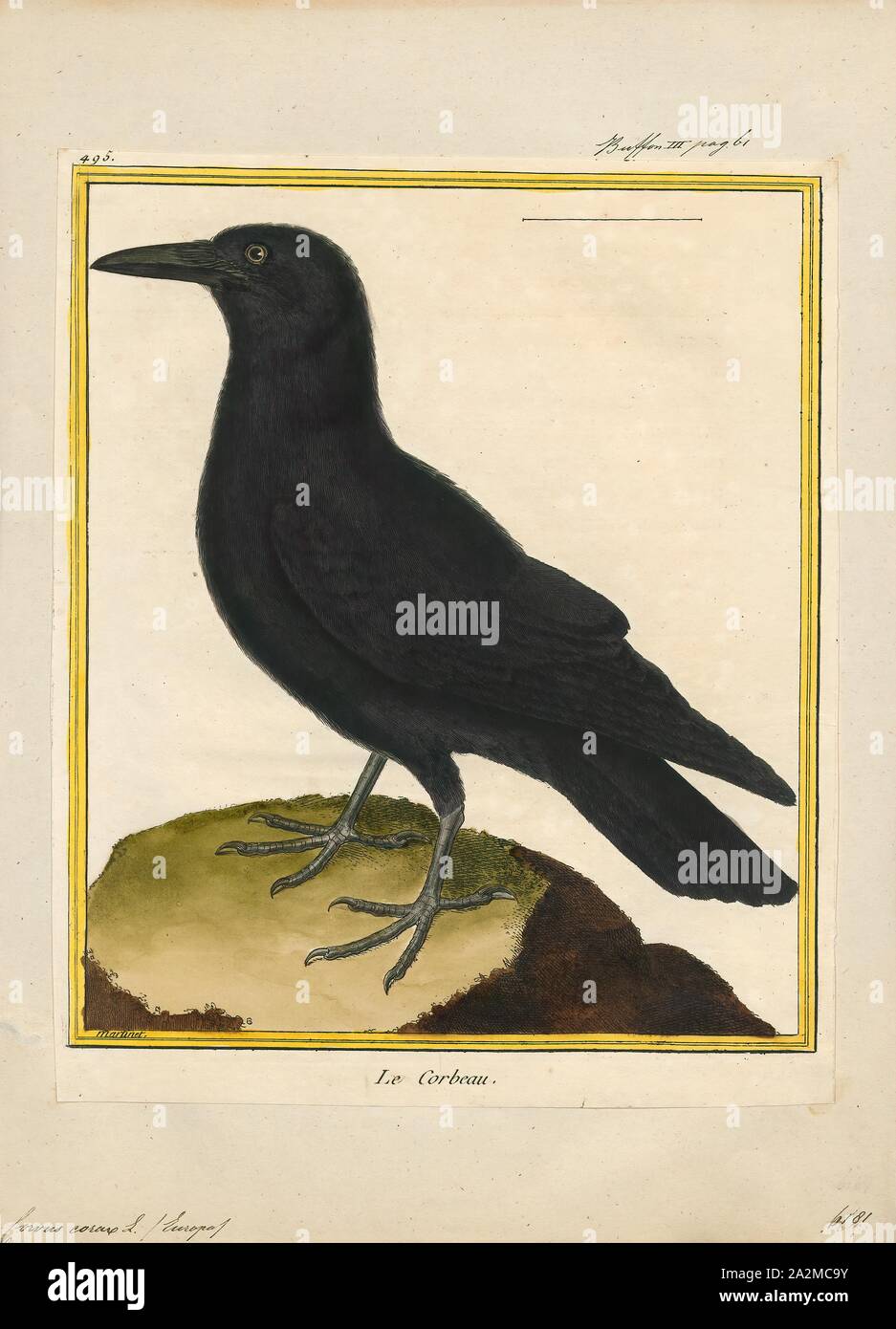 Corvus corax, Print, The common raven (Corvus corax), also known as the ...