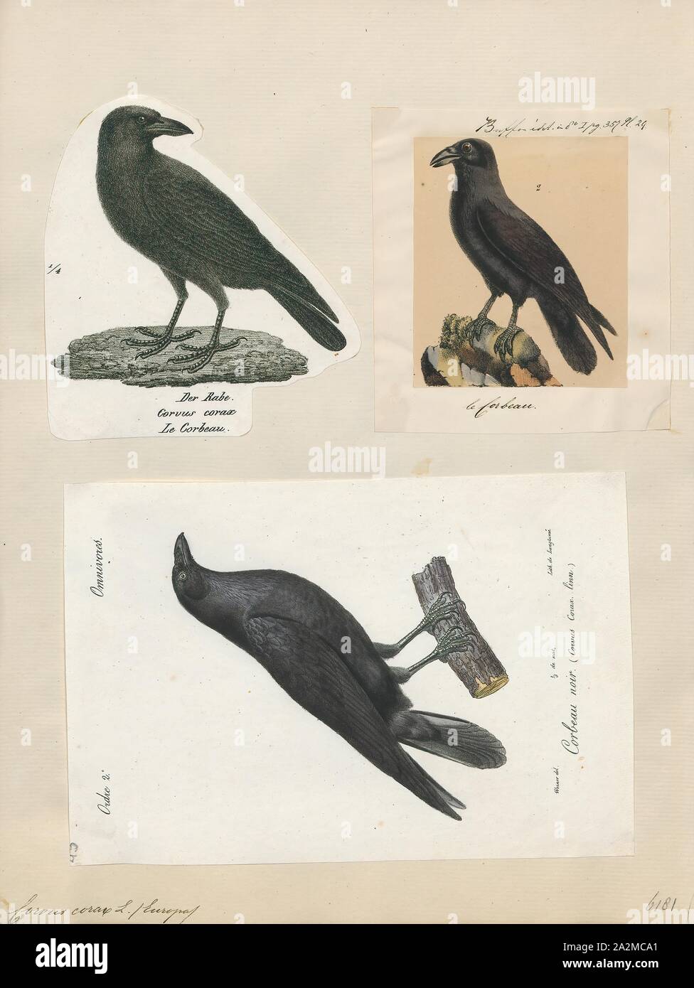 Corvus corax, Print, The common raven (Corvus corax), also known as the ...