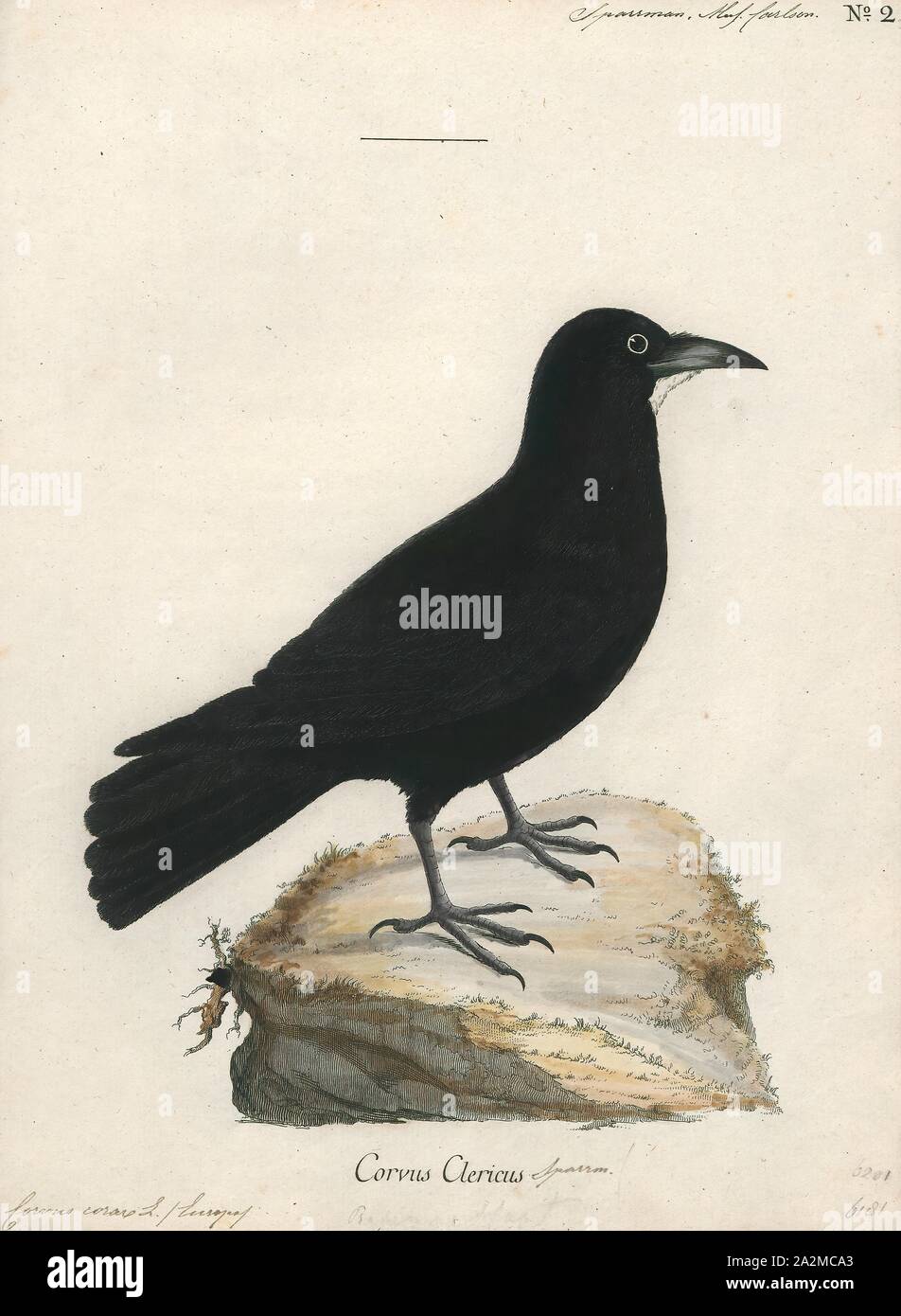 Corvus corax, Print, The common raven (Corvus corax), also known as the ...