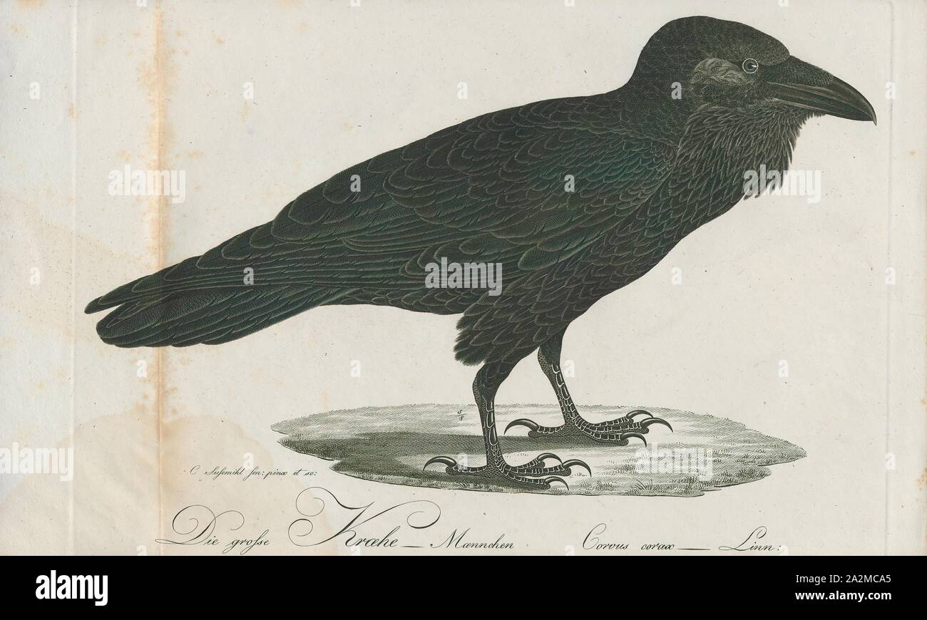 Corvus corax, Print, The common raven (Corvus corax), also known as the ...