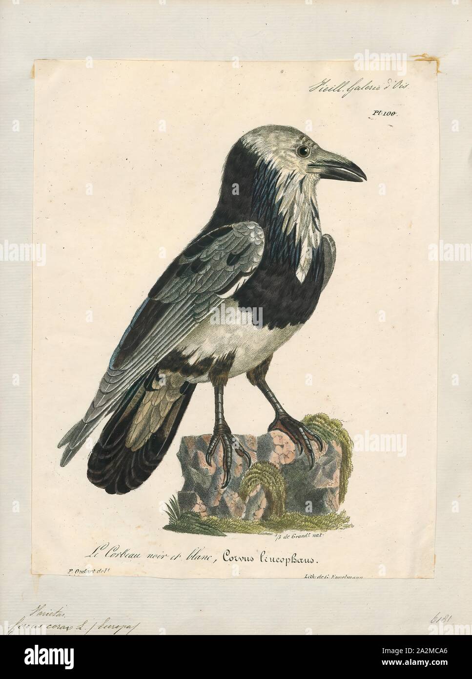 Corvus corax, Print, The common raven (Corvus corax), also known as the ...