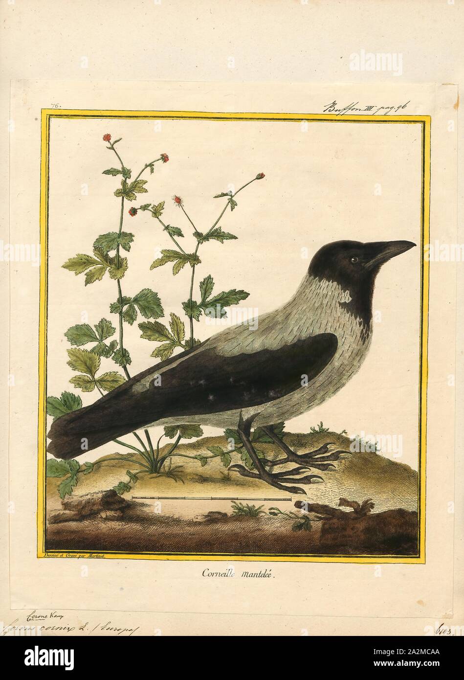 Eurasian crow hi-res stock photography and images - Alamy