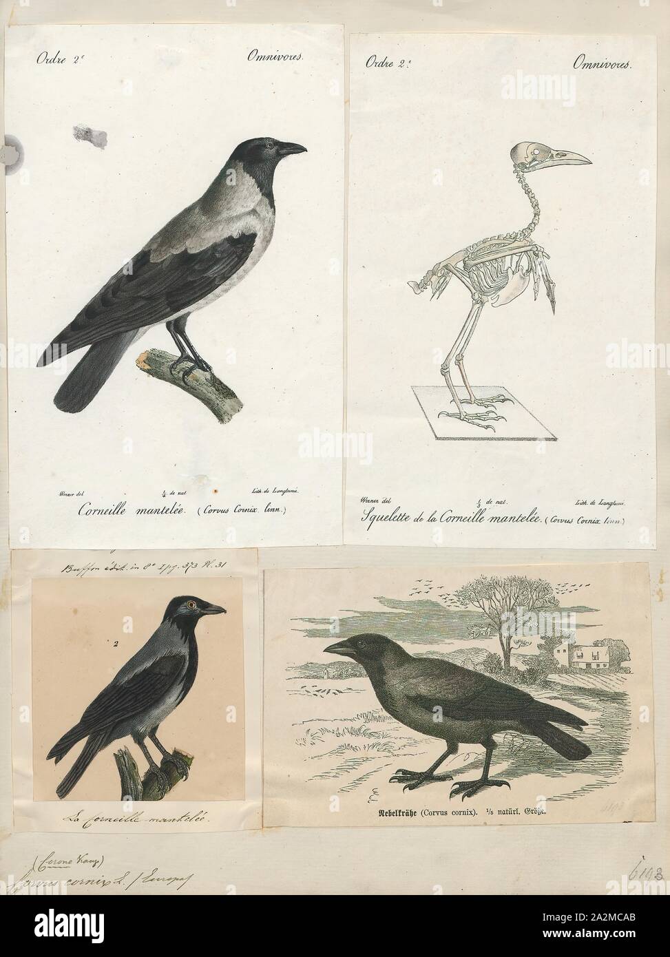 Crow eyes hi-res stock photography and images - Alamy