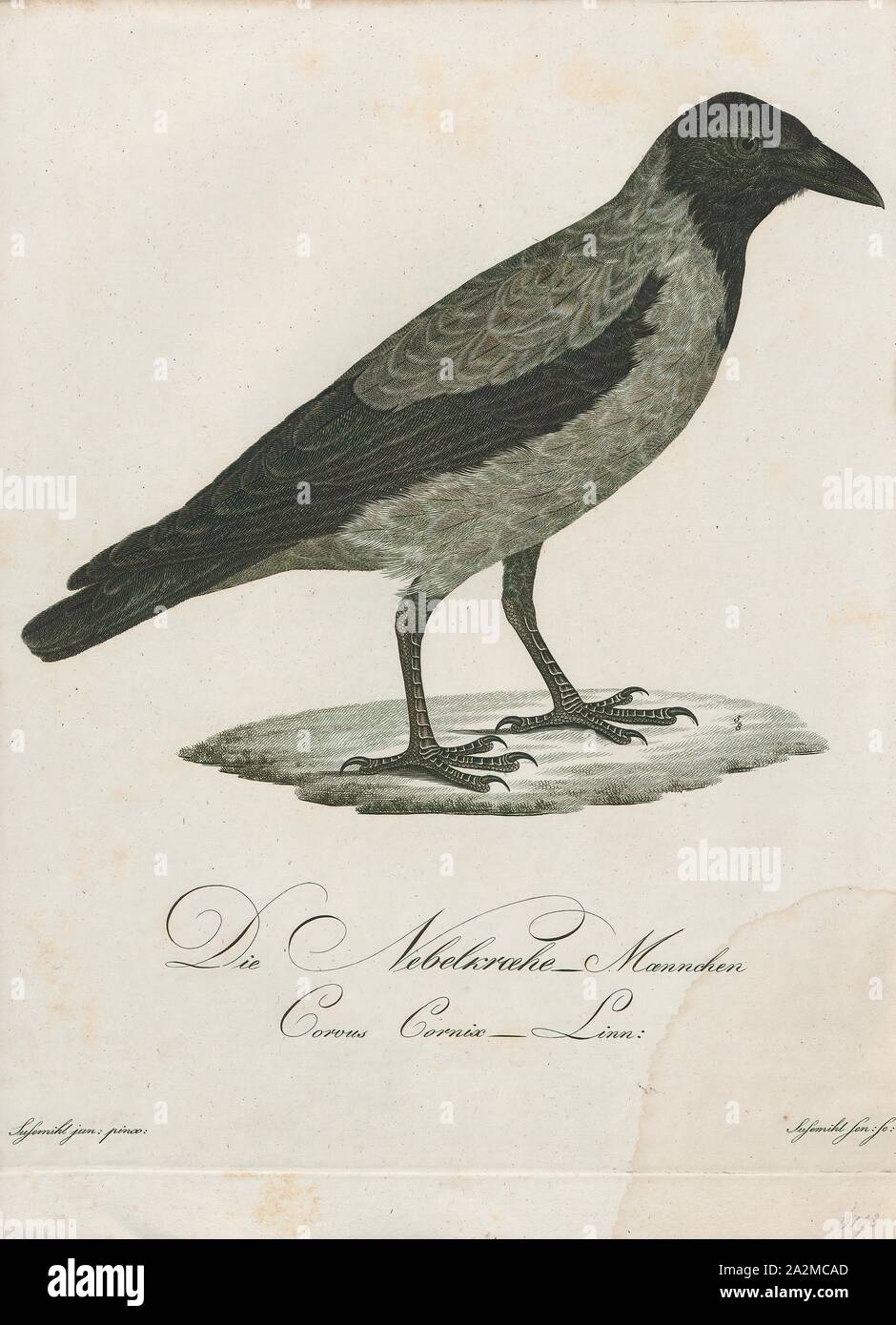 Eurasian crow hi-res stock photography and images - Alamy