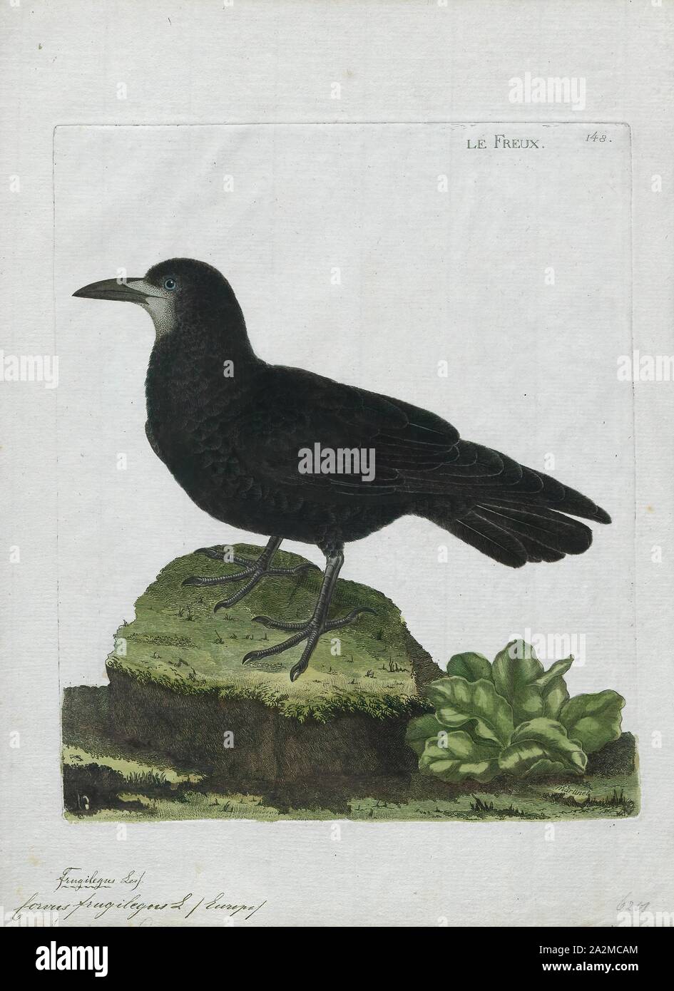 Rooks nest collectively hi-res stock photography and images - Alamy
