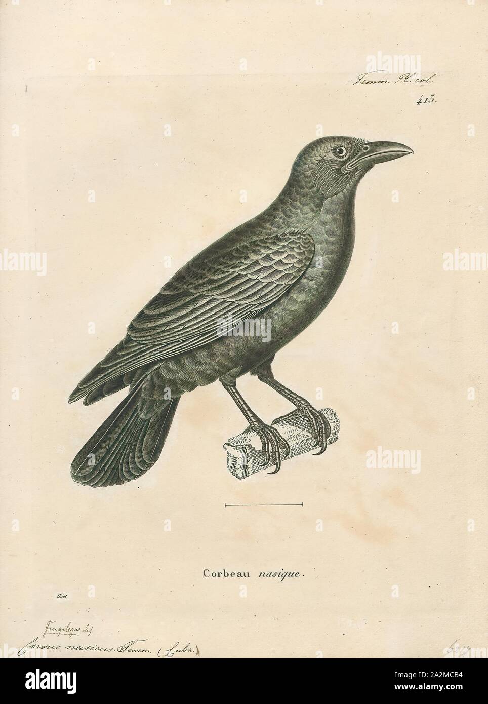 Species fish crow hi-res stock photography and images - Alamy