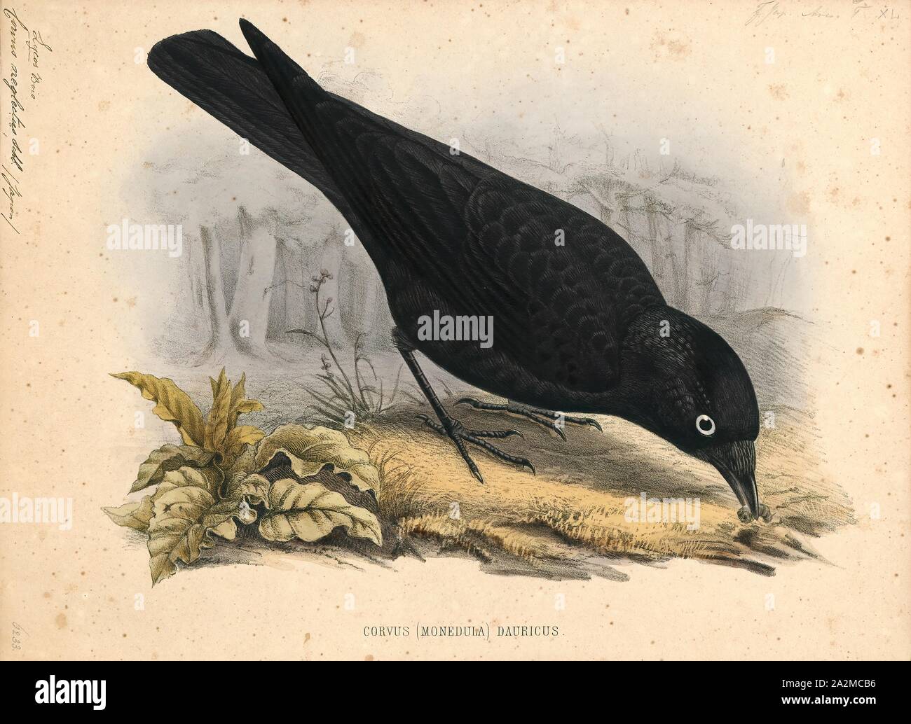 Crows Ravens Rooks Jackdaws High Resolution Stock Photography and ...