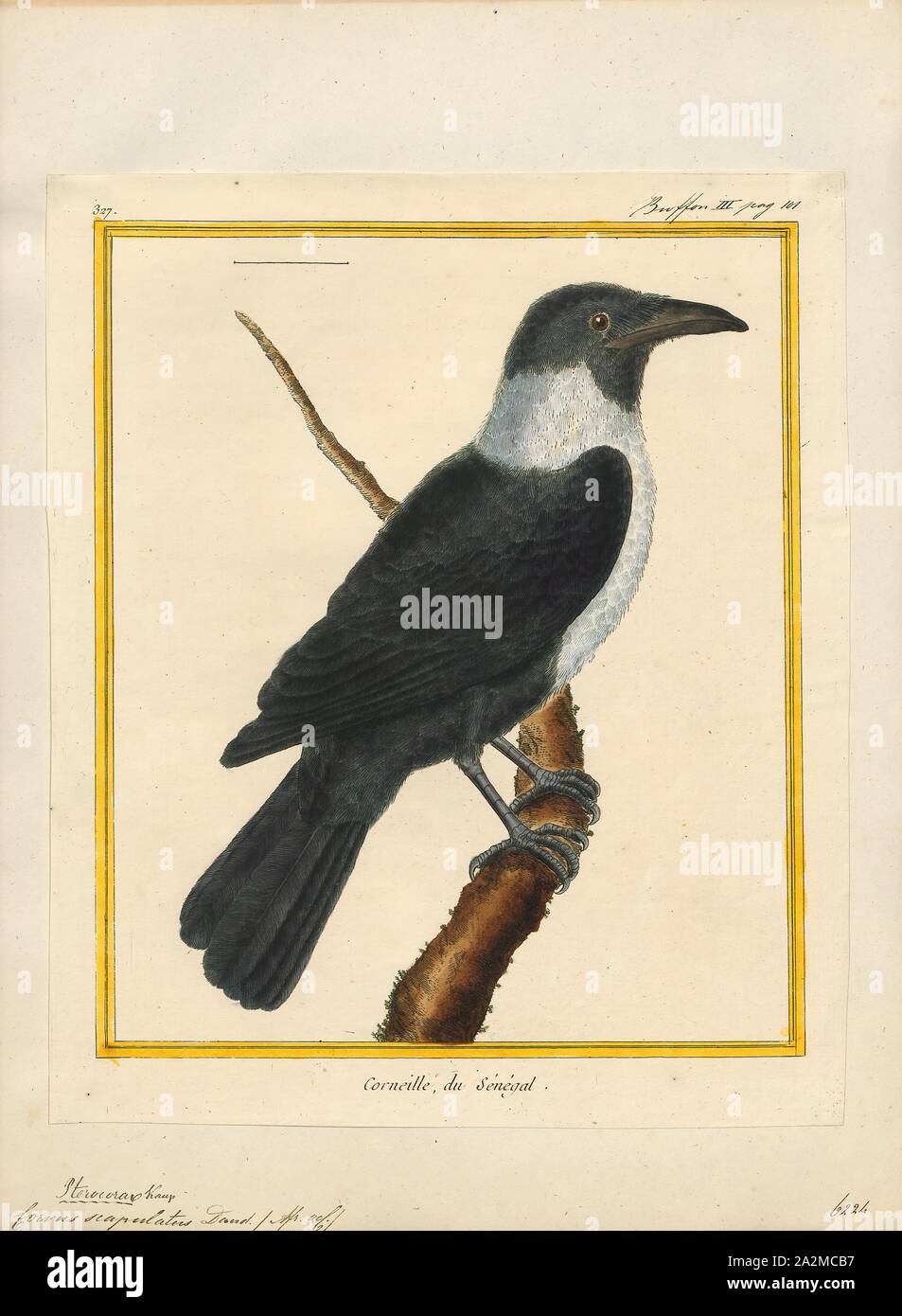 Corvus scapulatus, Print, Corvus is a widely distributed genus of ...