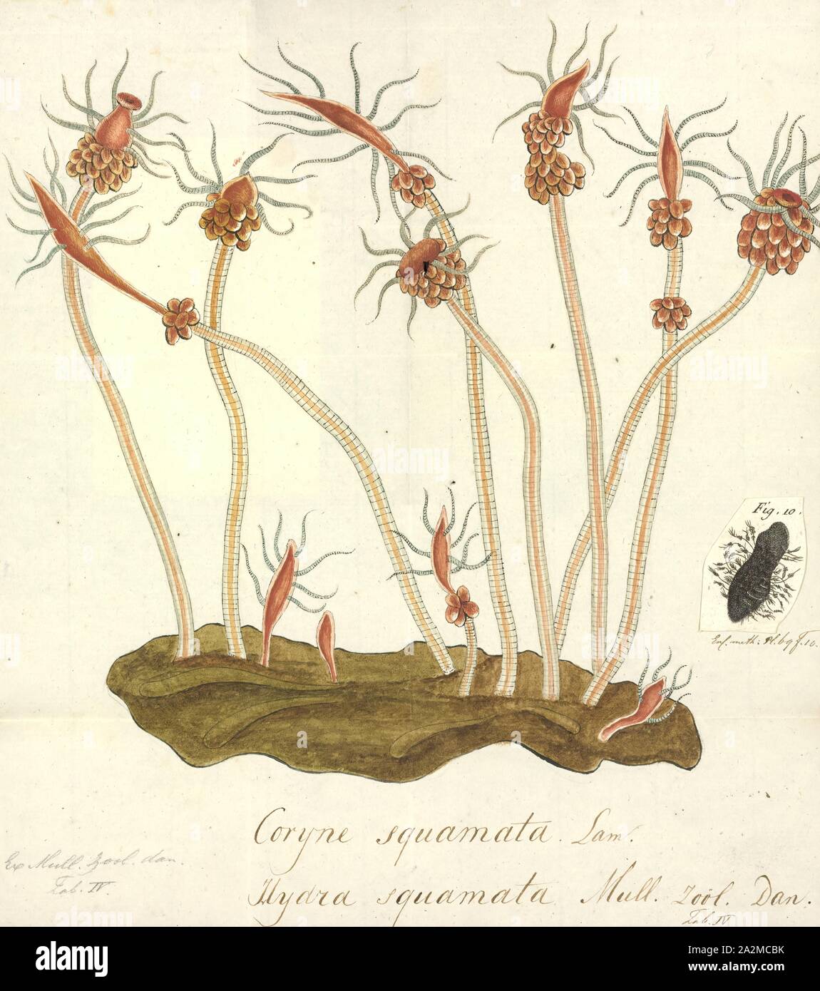 Coryne squamata hi-res stock photography and images - Alamy