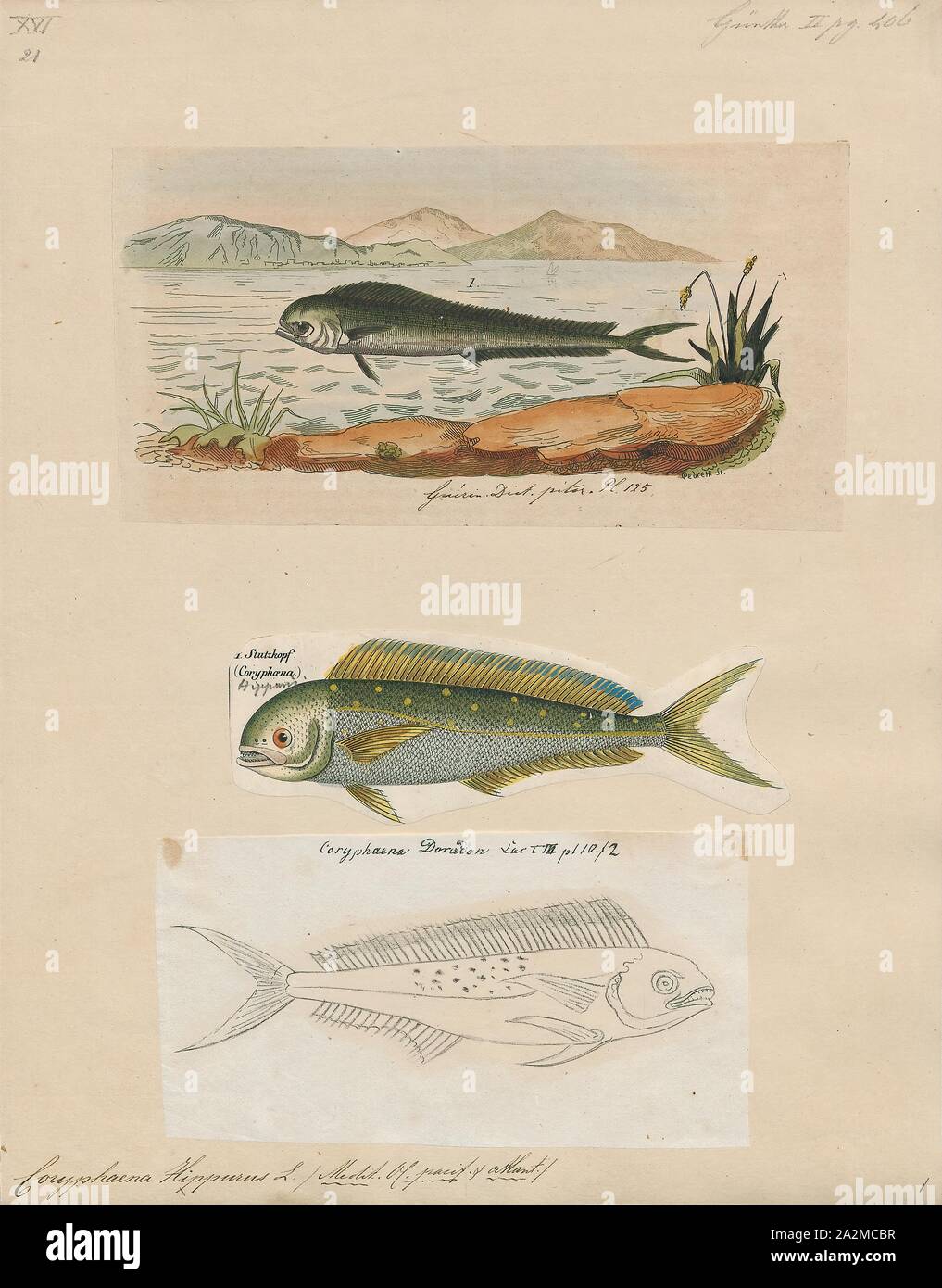 Coryphaenidae hi-res stock photography and images - Alamy