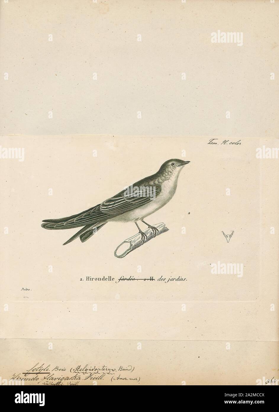 Cotile flavigastra, Print, 1700-1880 Stock Photo - Alamy