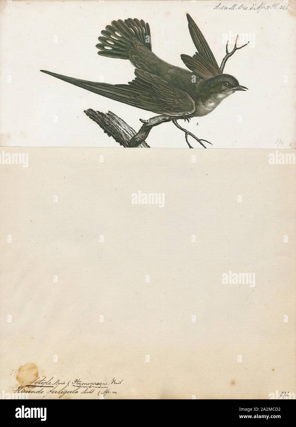 Cotile hi-res stock photography and images - Alamy