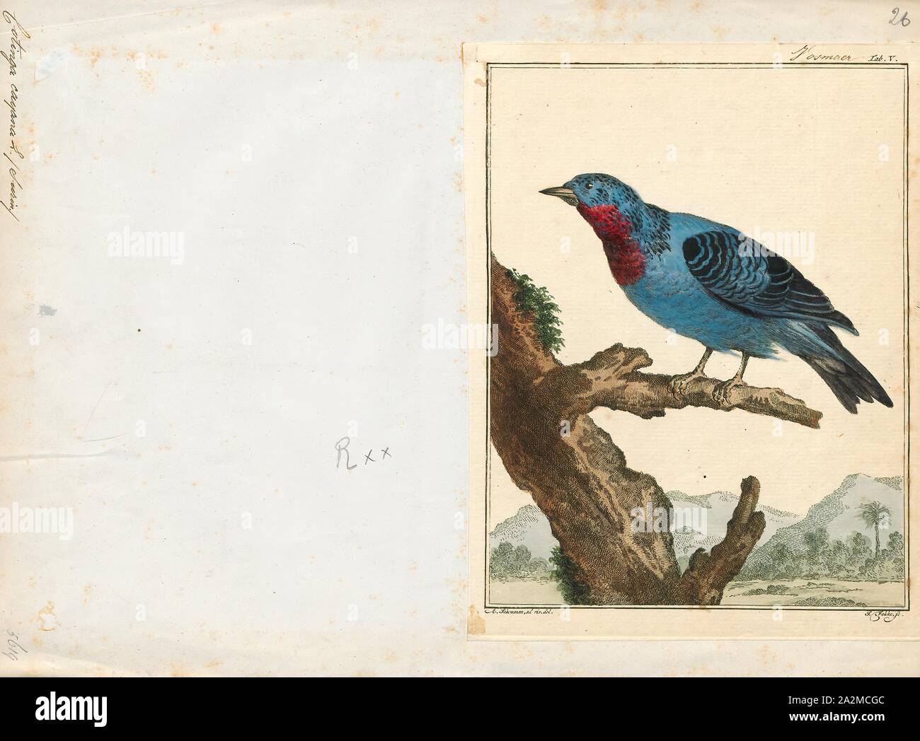 Cotinga cayana, Print, The spangled cotinga (Cotinga cayana) is a ...