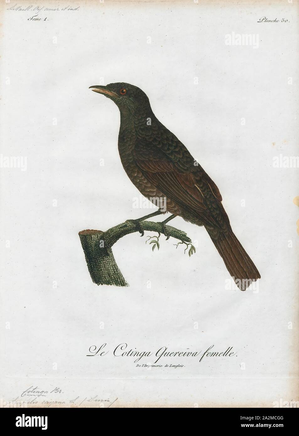 Cotinga cayana, Print, The spangled cotinga (Cotinga cayana) is a ...