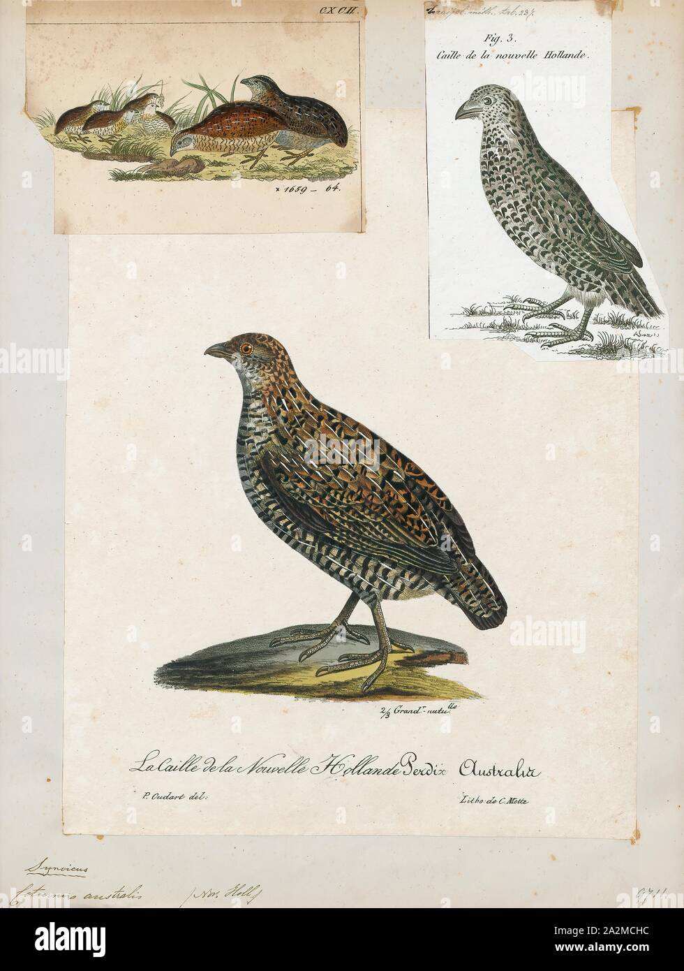 Coturnix australis hi-res stock photography and images - Alamy