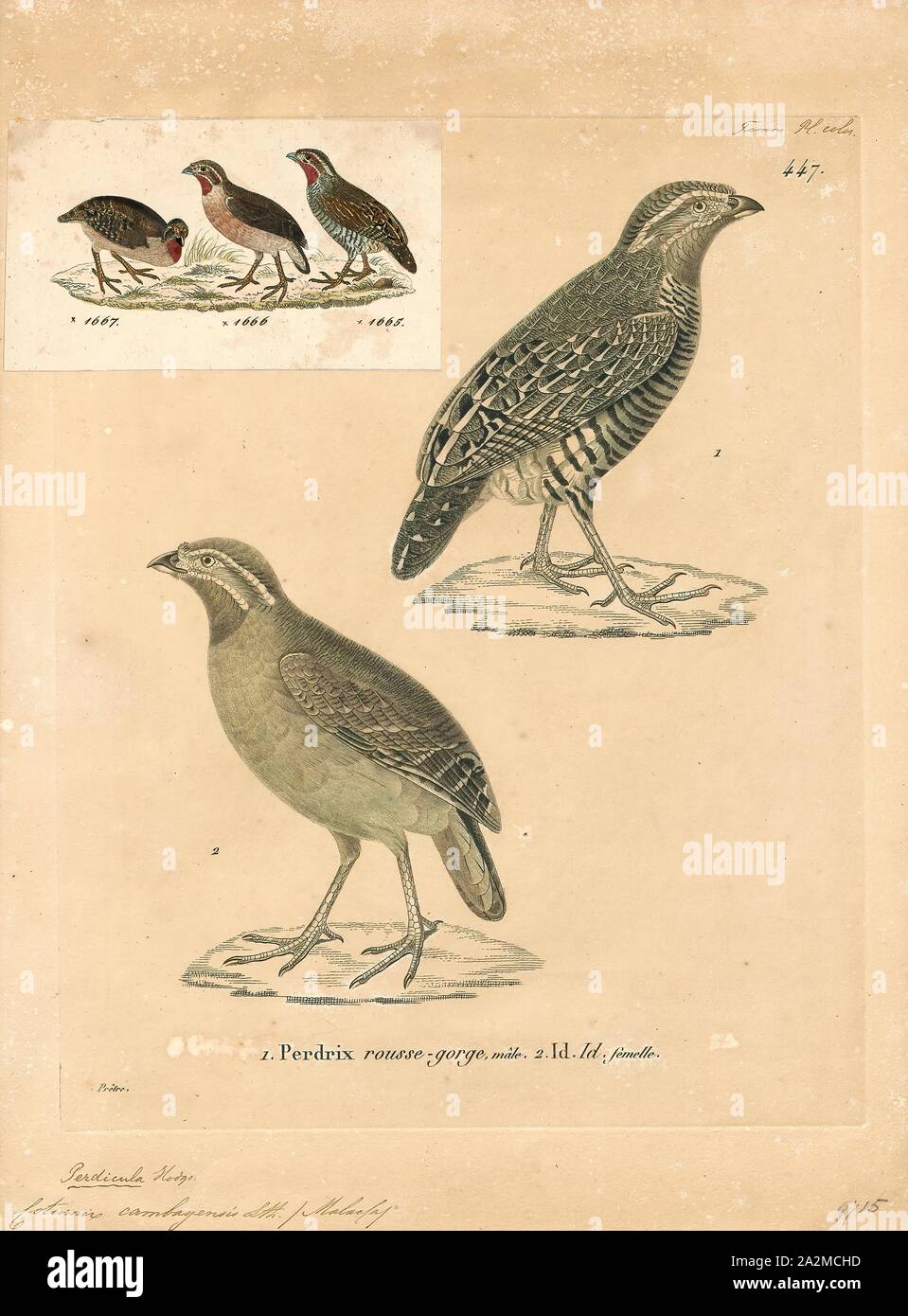 Coturnix cambayensis hi-res stock photography and images - Alamy