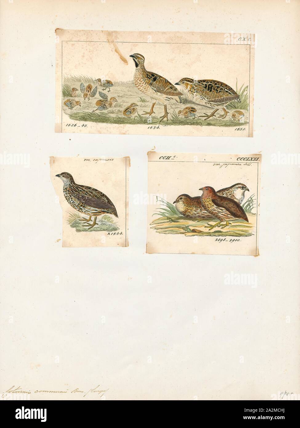 Coturnix communis, Print, Coturnix is a genus of six extant species and ...