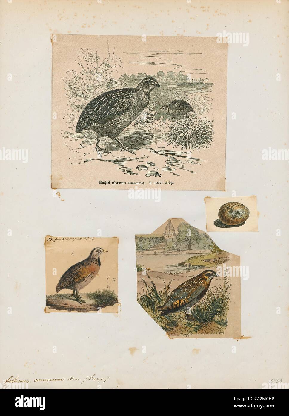 Coturnix communis, Print, Coturnix is a genus of six extant species and ...