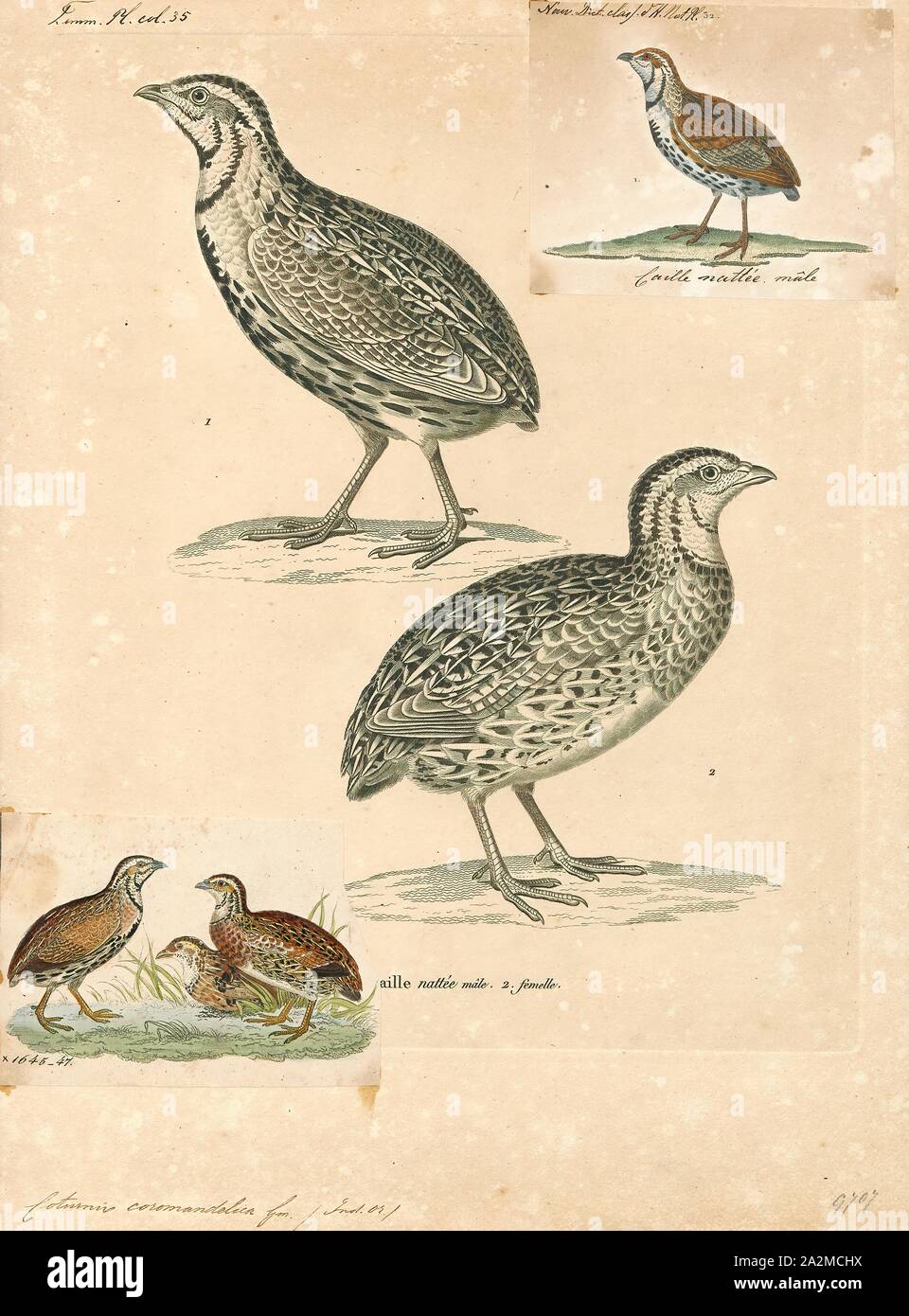 Indian Quail Art