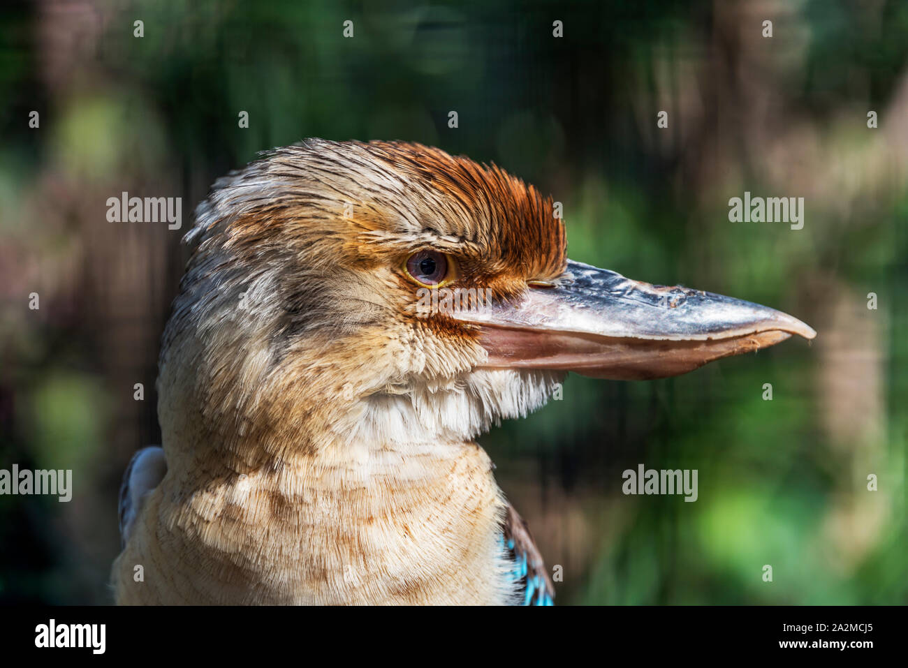 Kookaburra closeup hi-res stock photography and images - Alamy
