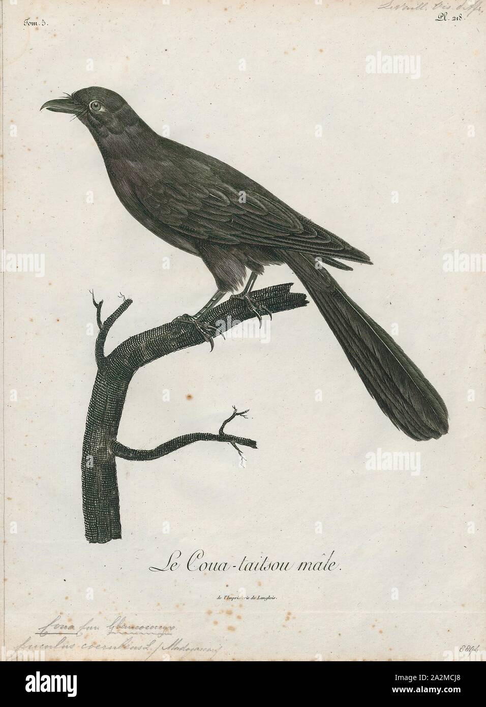 Coua caeruleus, Print, Couas are large, mostly terrestrial birds of the ...