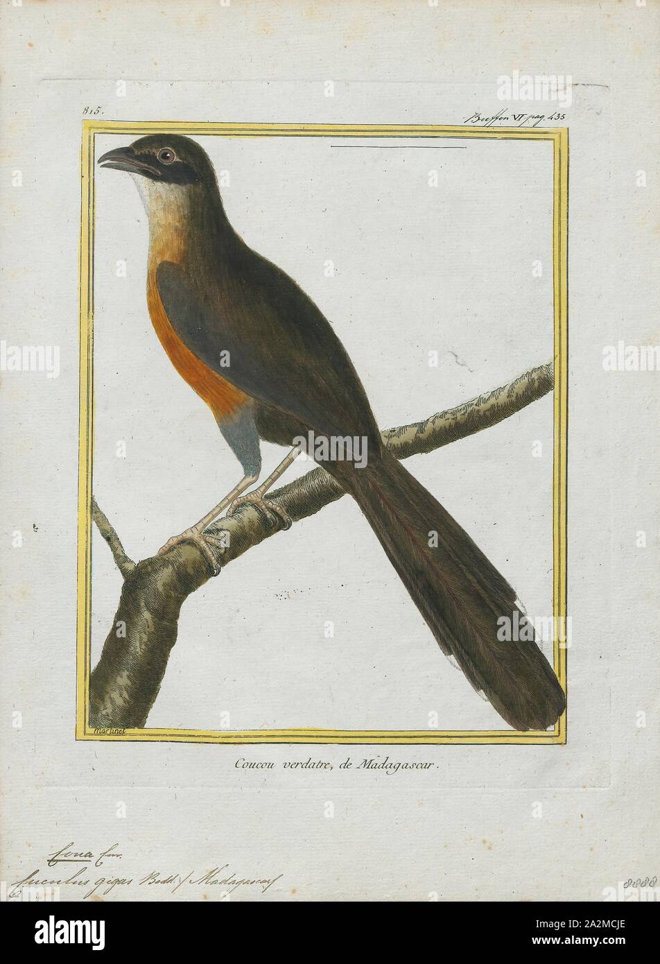 Coua gigas, Print, The giant coua (Coua gigas) is a bird species from ...