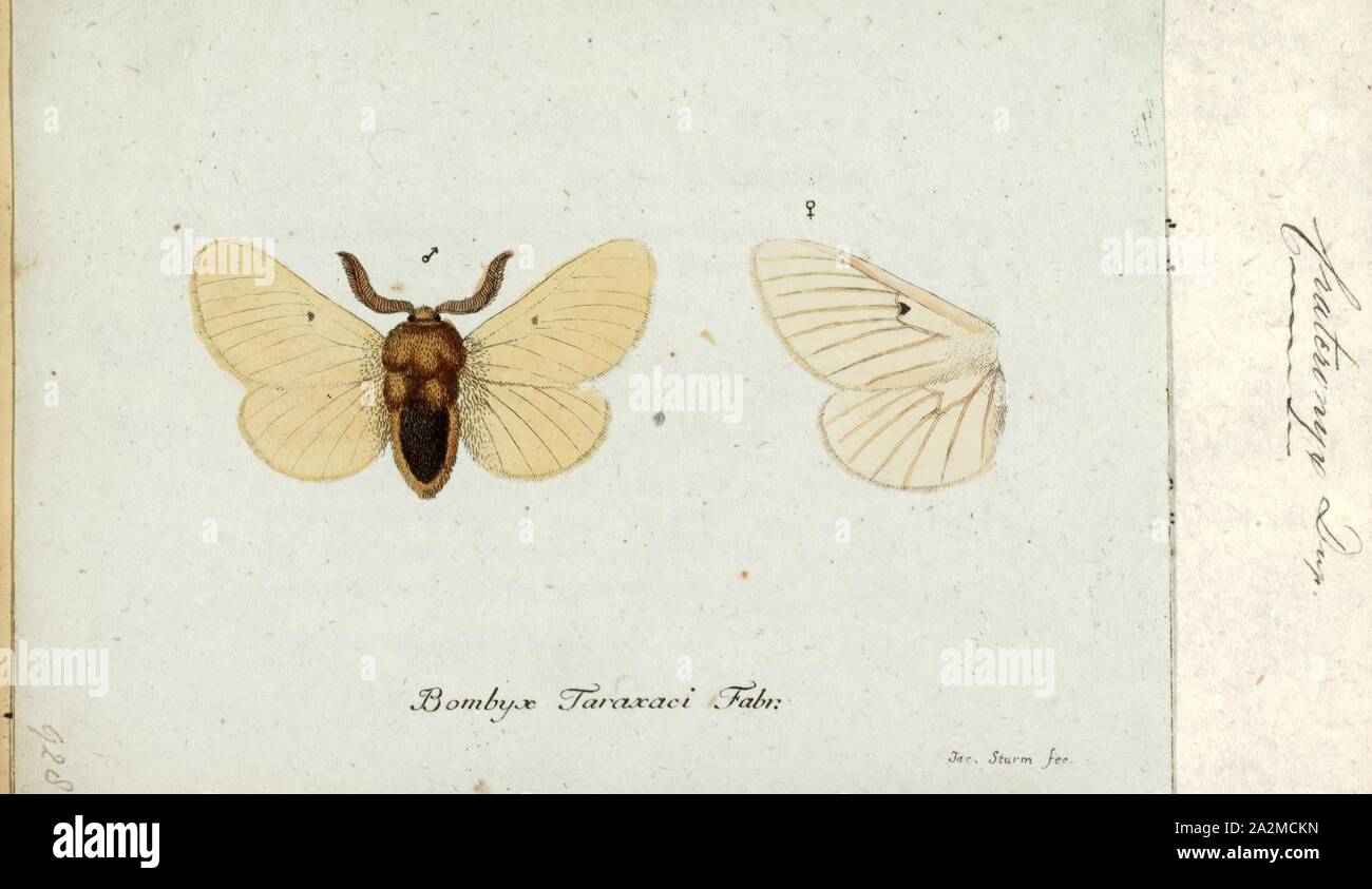 Crateronyx, Print, Lemonia is a genus of moths in the family ...