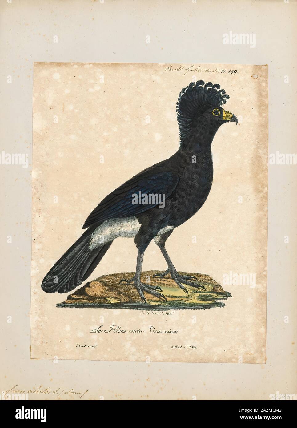Crax alector, Print, The black curassow (Crax alector), also known as ...