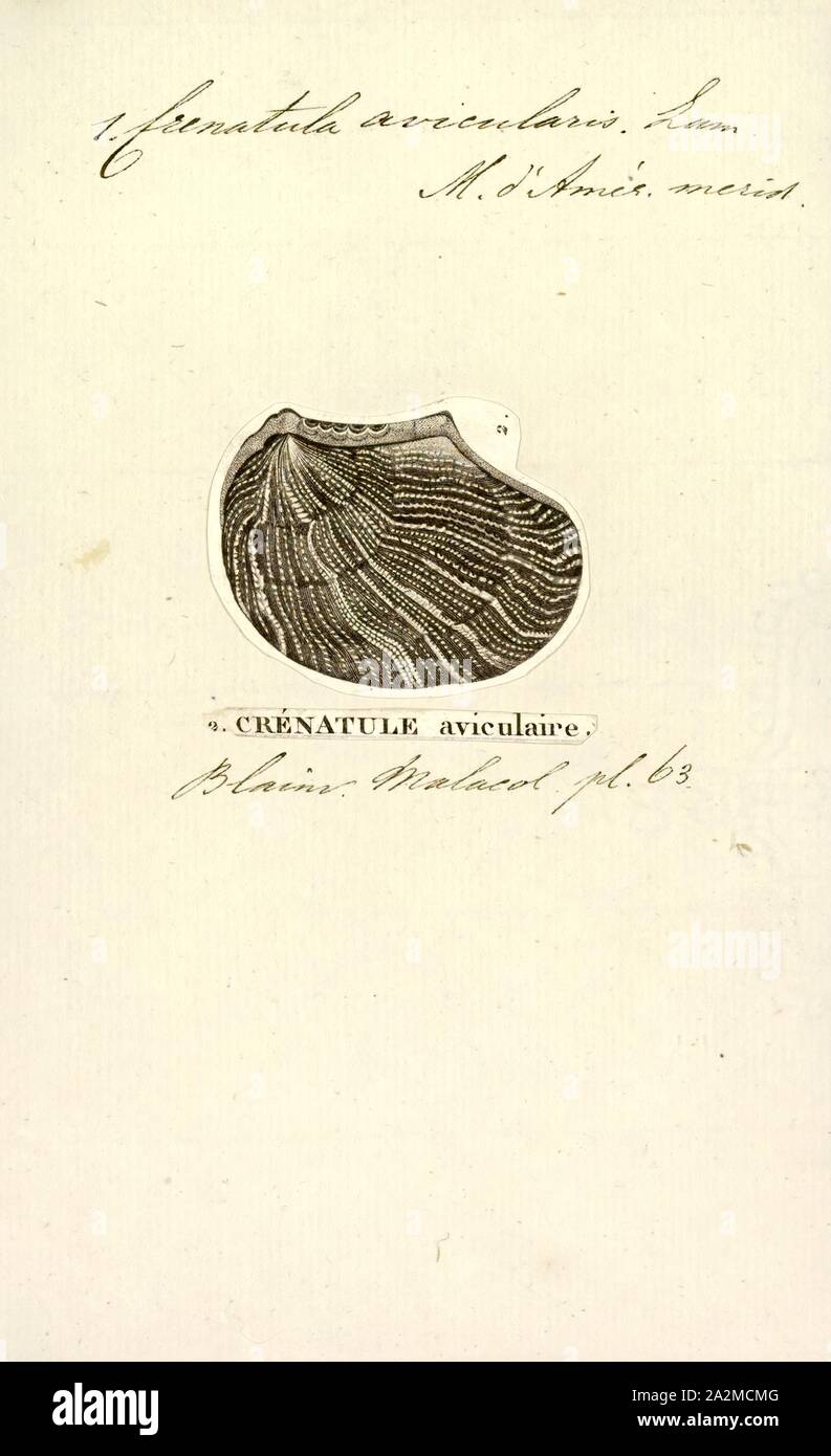 Crenatula avicularis, Print, Crenatula is a genus in the family ...