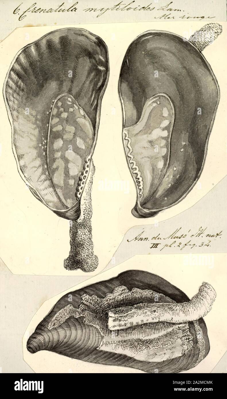 Crenatula mytiloides, Print, Crenatula is a genus in the family ...