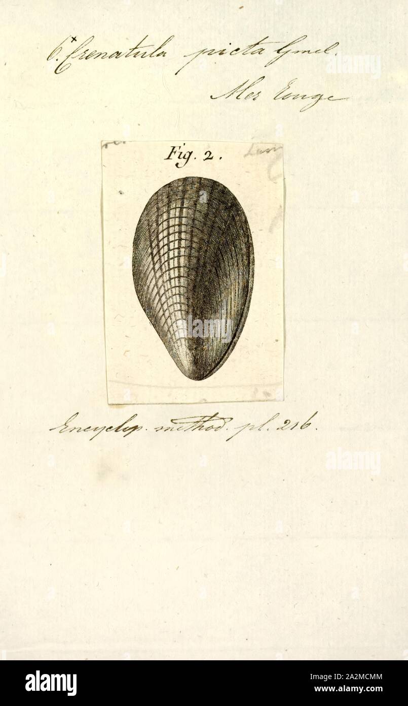 Crenatula picta, Print, Crenatula picta is a species of marine bivalves ...