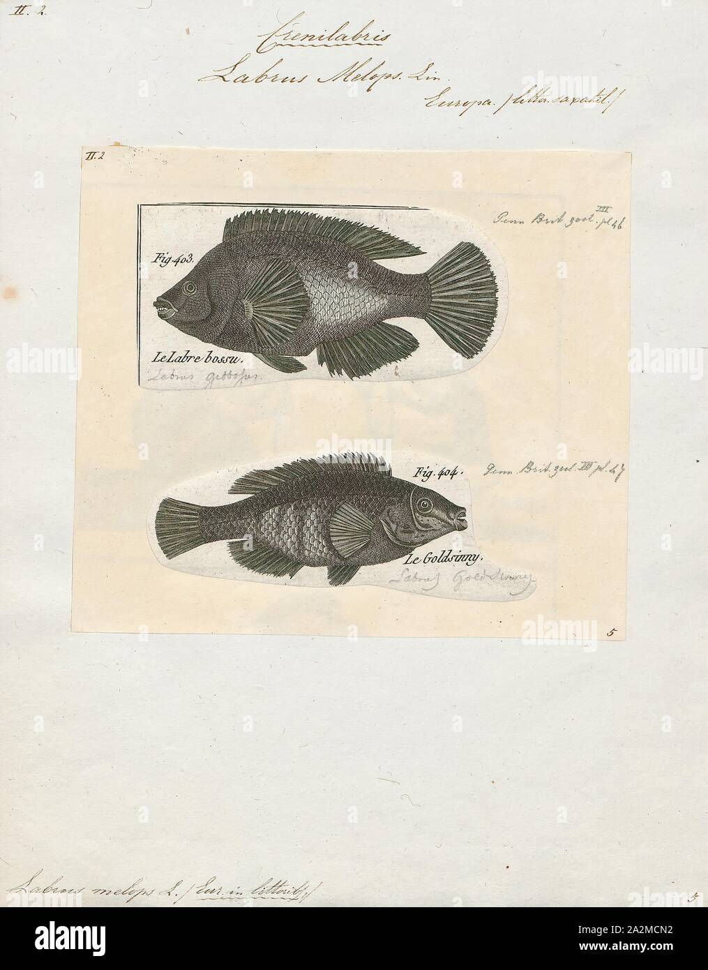 Corkwing wrasse hi-res stock photography and images - Alamy