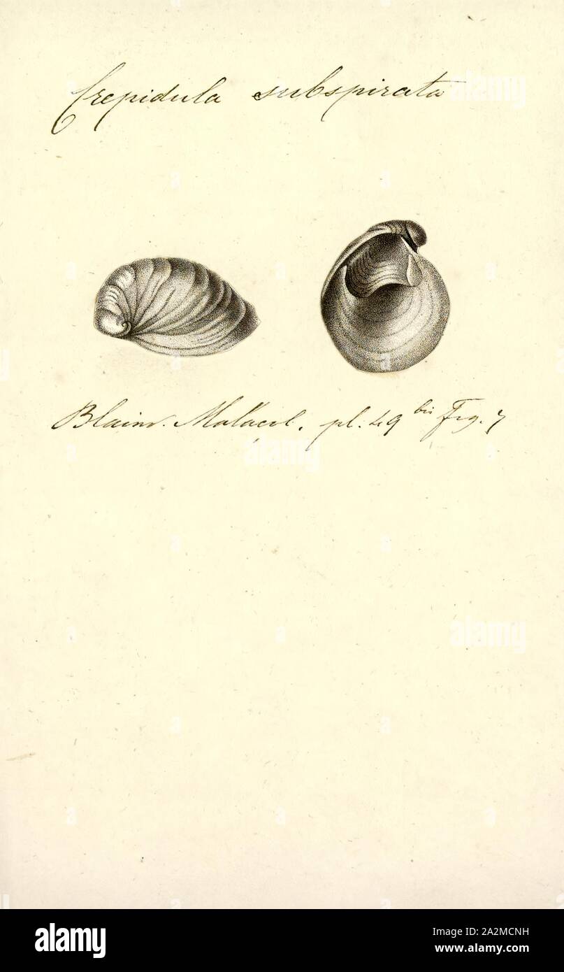 Crepidula subspirata, Print, Crepidula, commonly known as the slipper ...