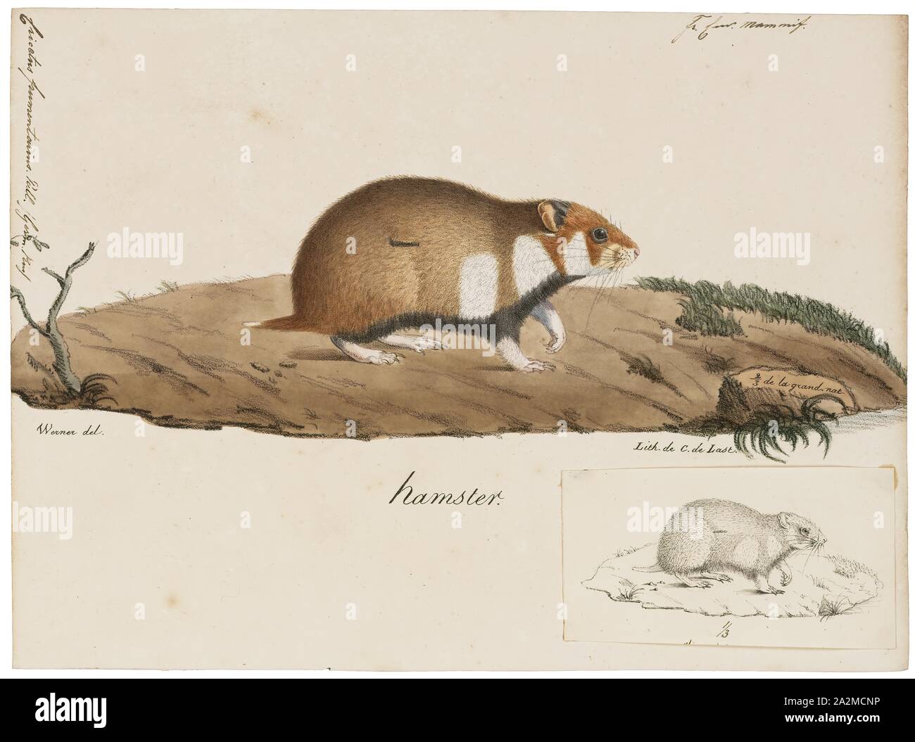 Cricetus frumentarius, Print, The European hamster (Cricetus cricetus ...