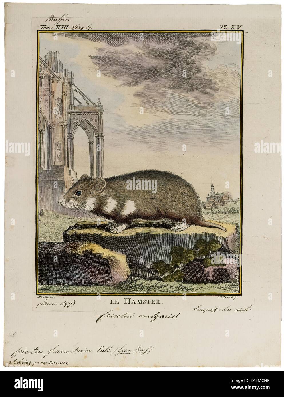 Many endangered native animal species hi-res stock photography and ...