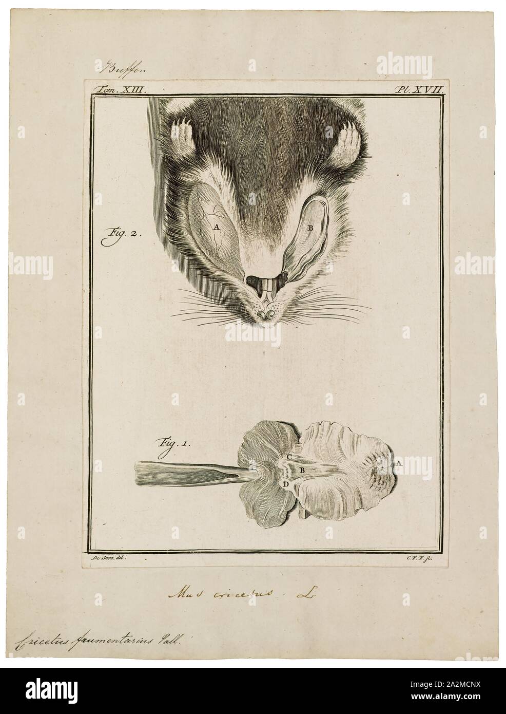 Cricetus frumentarius, Print, The European hamster (Cricetus cricetus ...