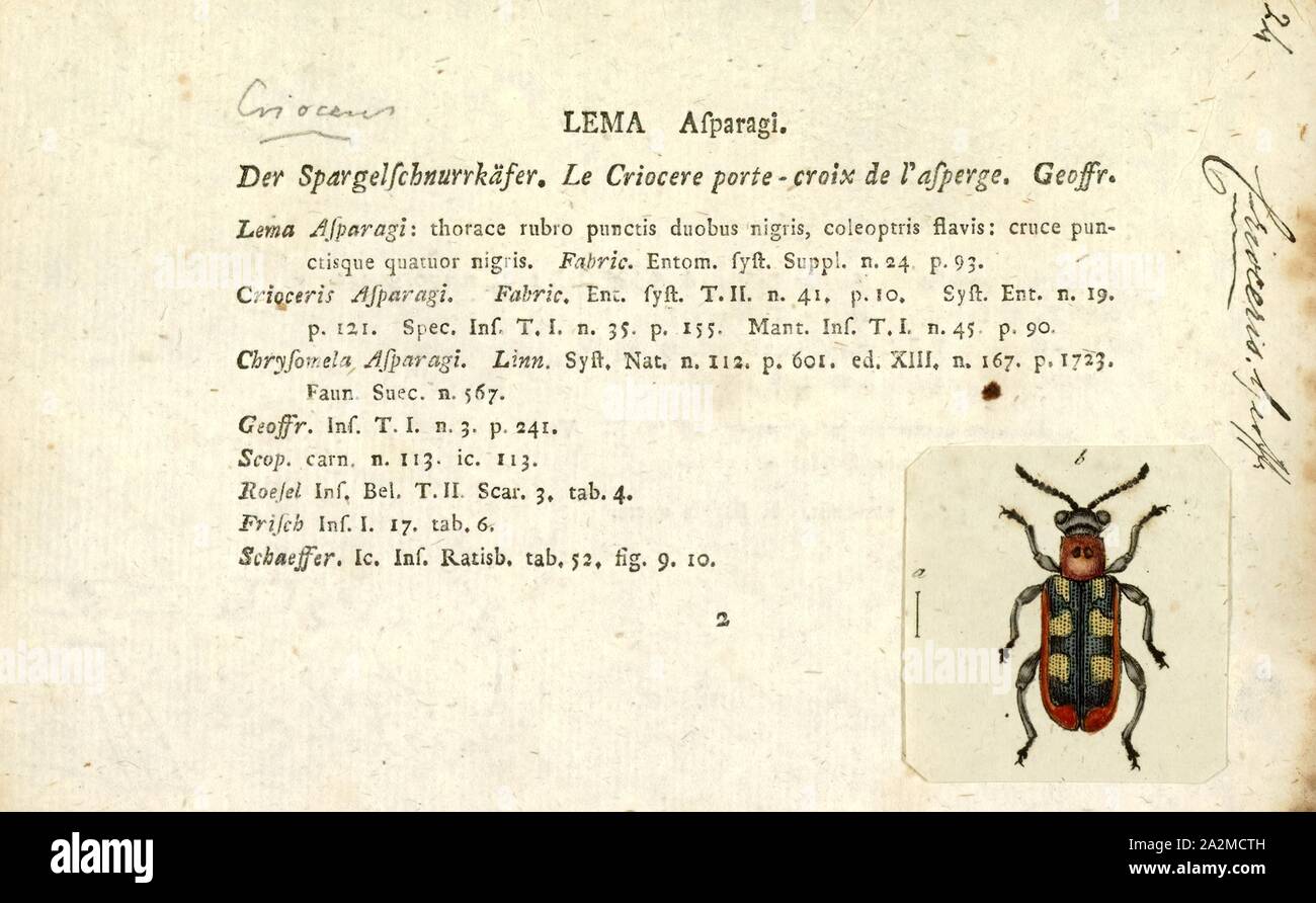 Ram beetle hi-res stock photography and images - Alamy