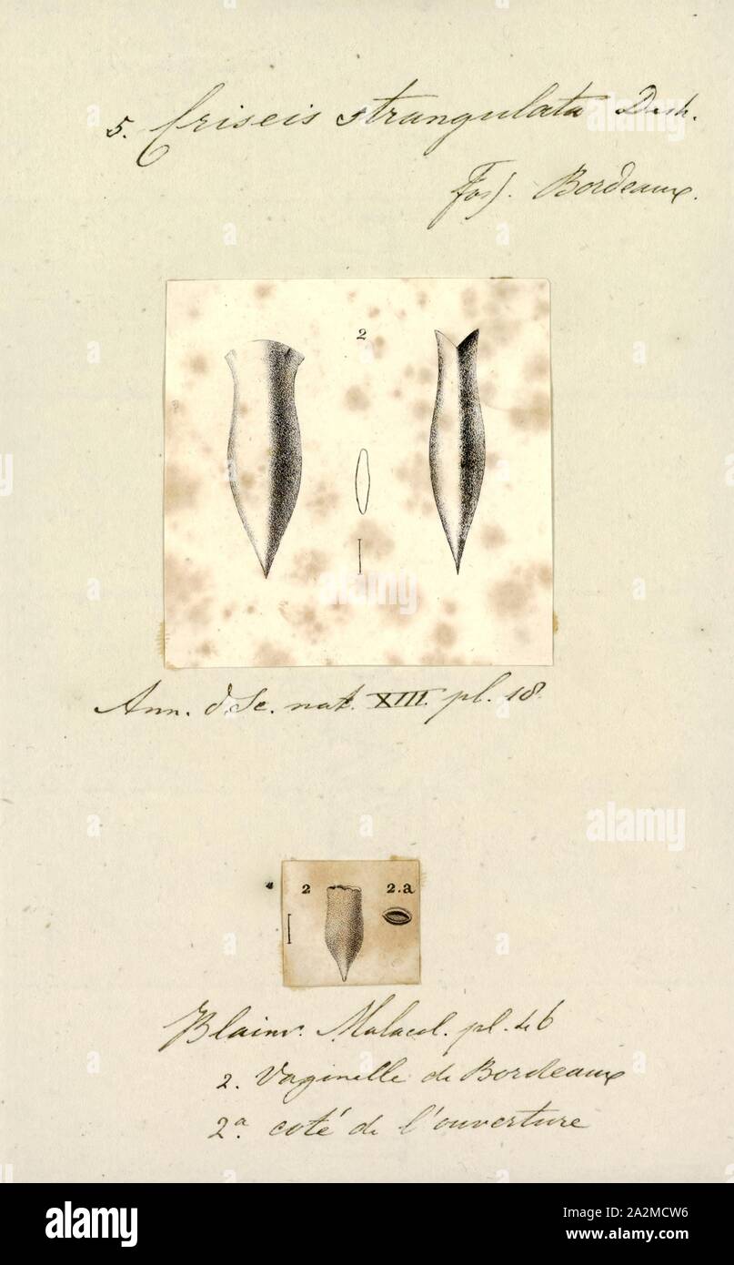 Strangulata hi-res stock photography and images - Alamy