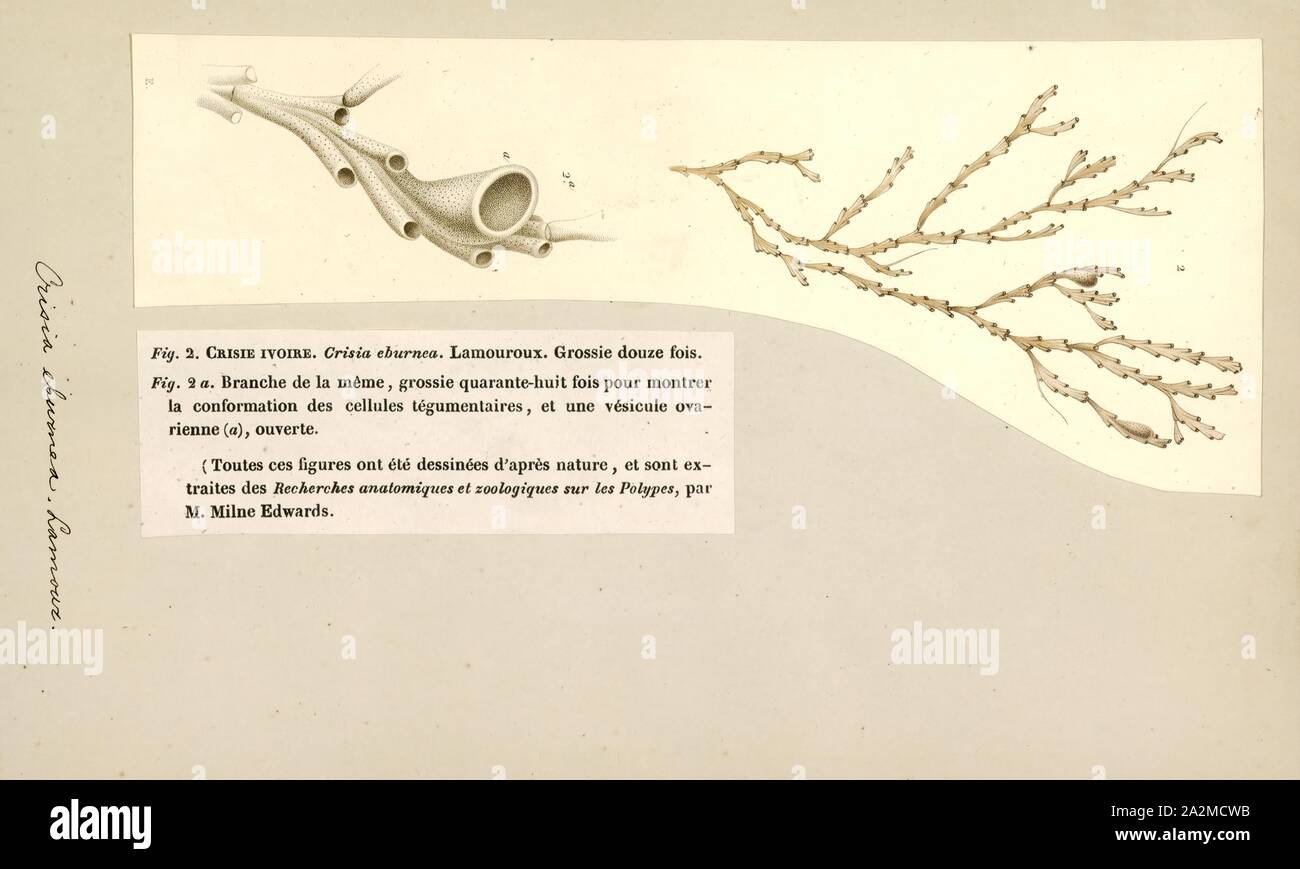 Crisia hi-res stock photography and images - Alamy