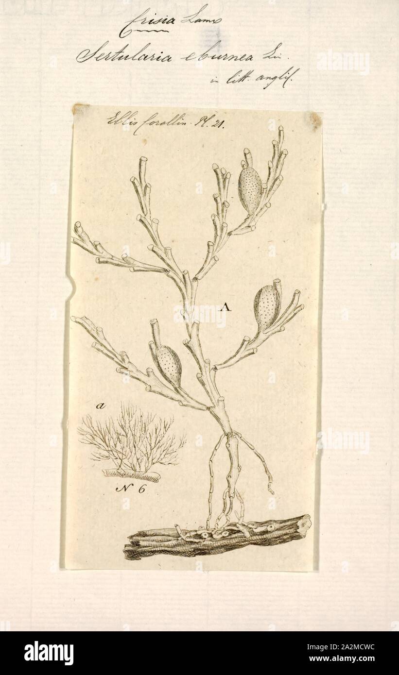 Crisia hi-res stock photography and images - Alamy