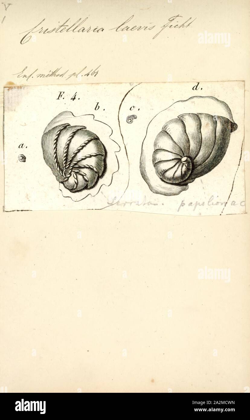 Foraminifera and fossil hi-res stock photography and images - Alamy