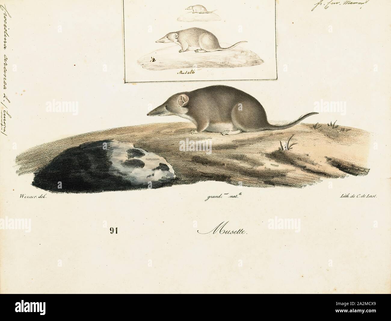 Crocidura aranea, Print, The genus Crocidura is one of nine genera of ...