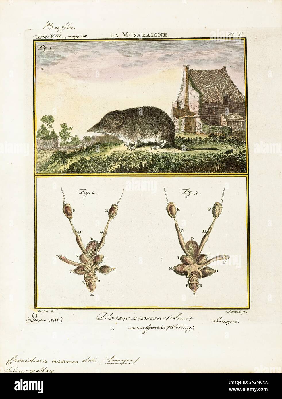 Crocidura aranea, Print, The genus Crocidura is one of nine genera of ...