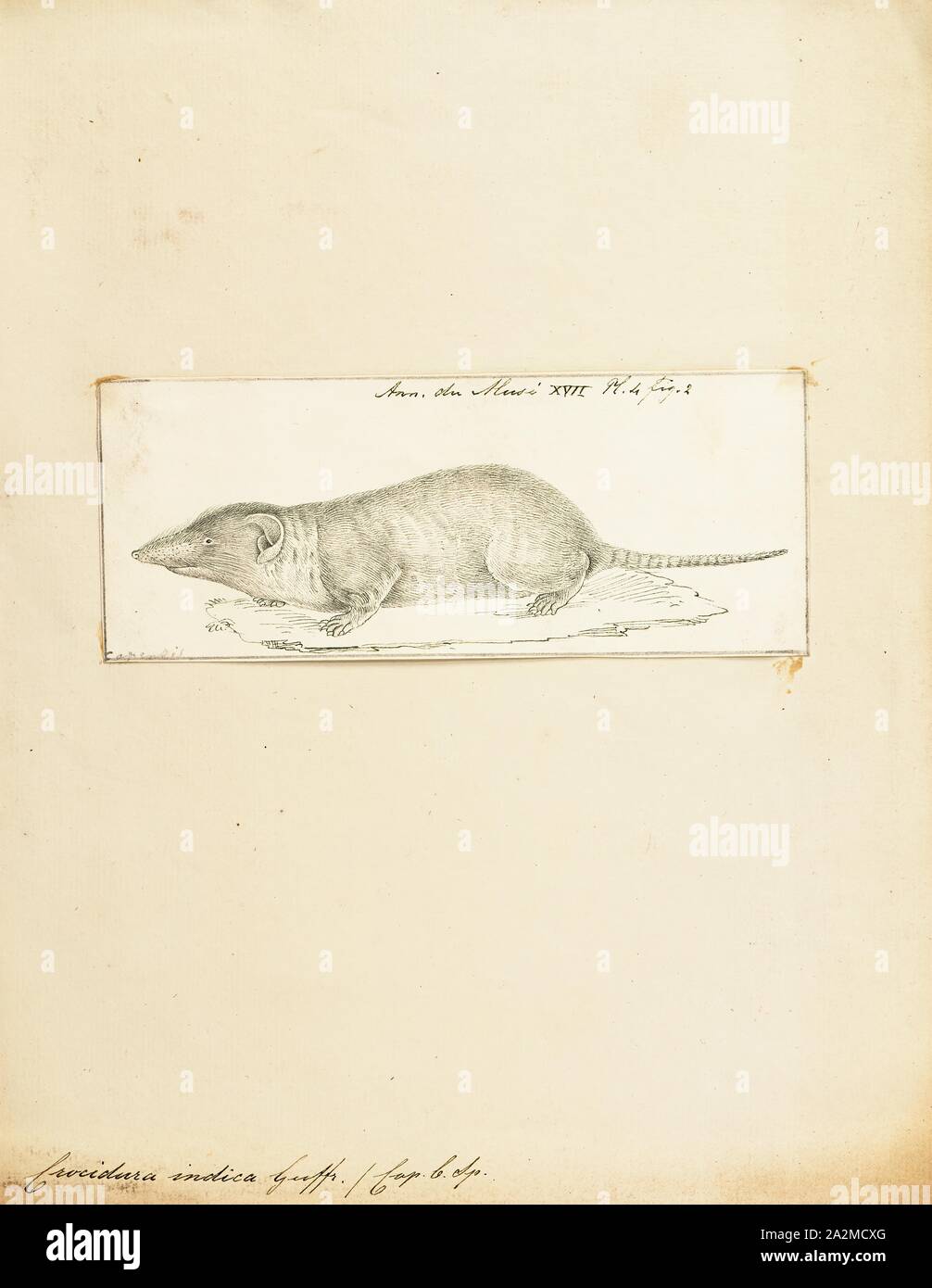 Crocidura indica, Print, The genus Crocidura is one of nine genera of ...