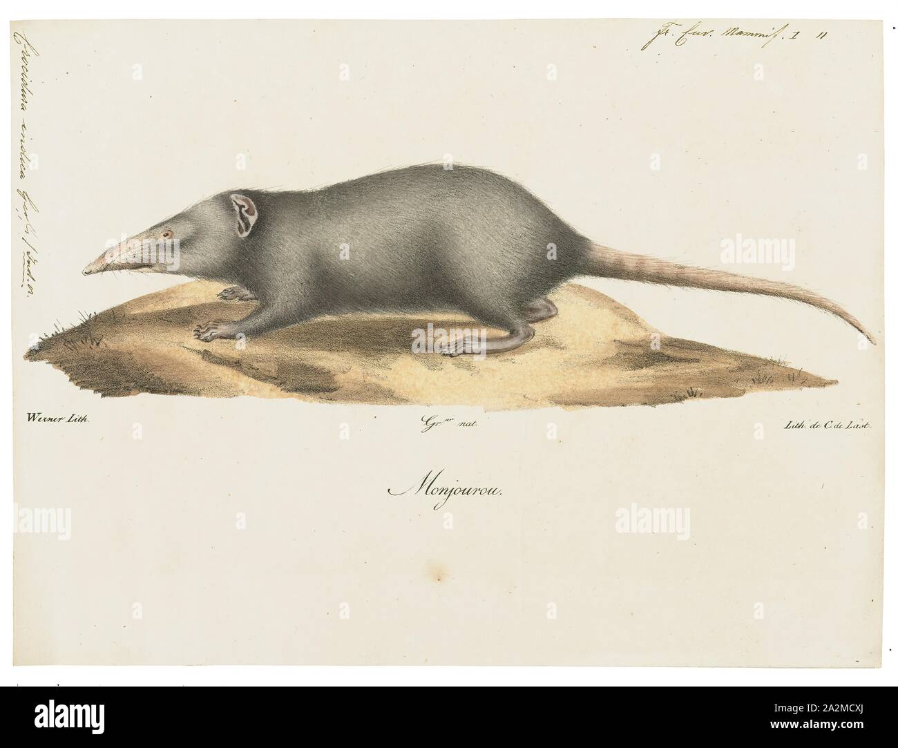 Crocidura indica, Print, The genus Crocidura is one of nine genera of ...