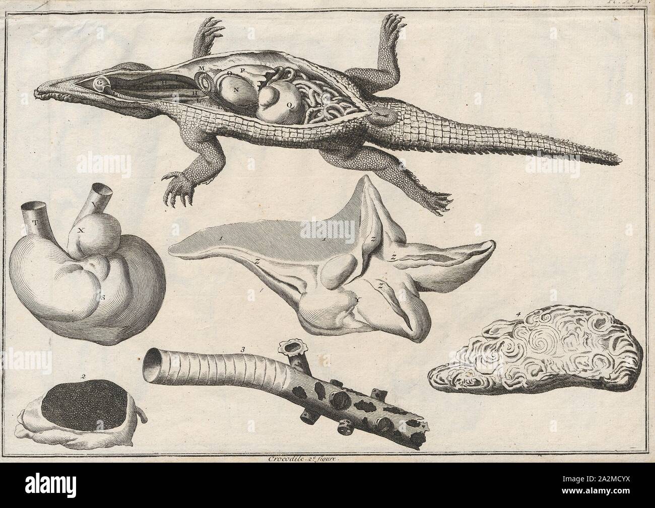 Crocodylus spec hi-res stock photography and images - Alamy