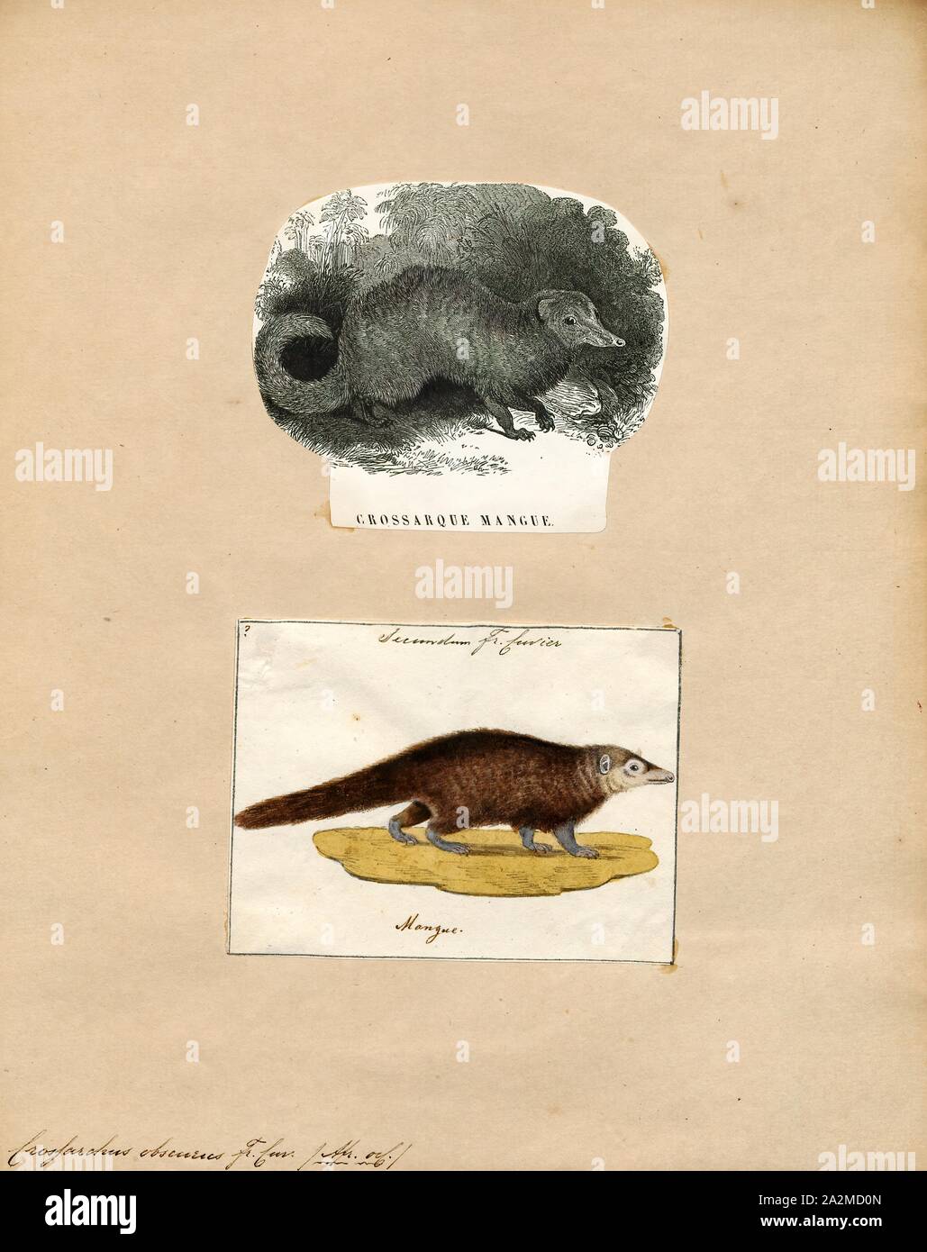 Diurnal kusimanse hi-res stock photography and images - Alamy