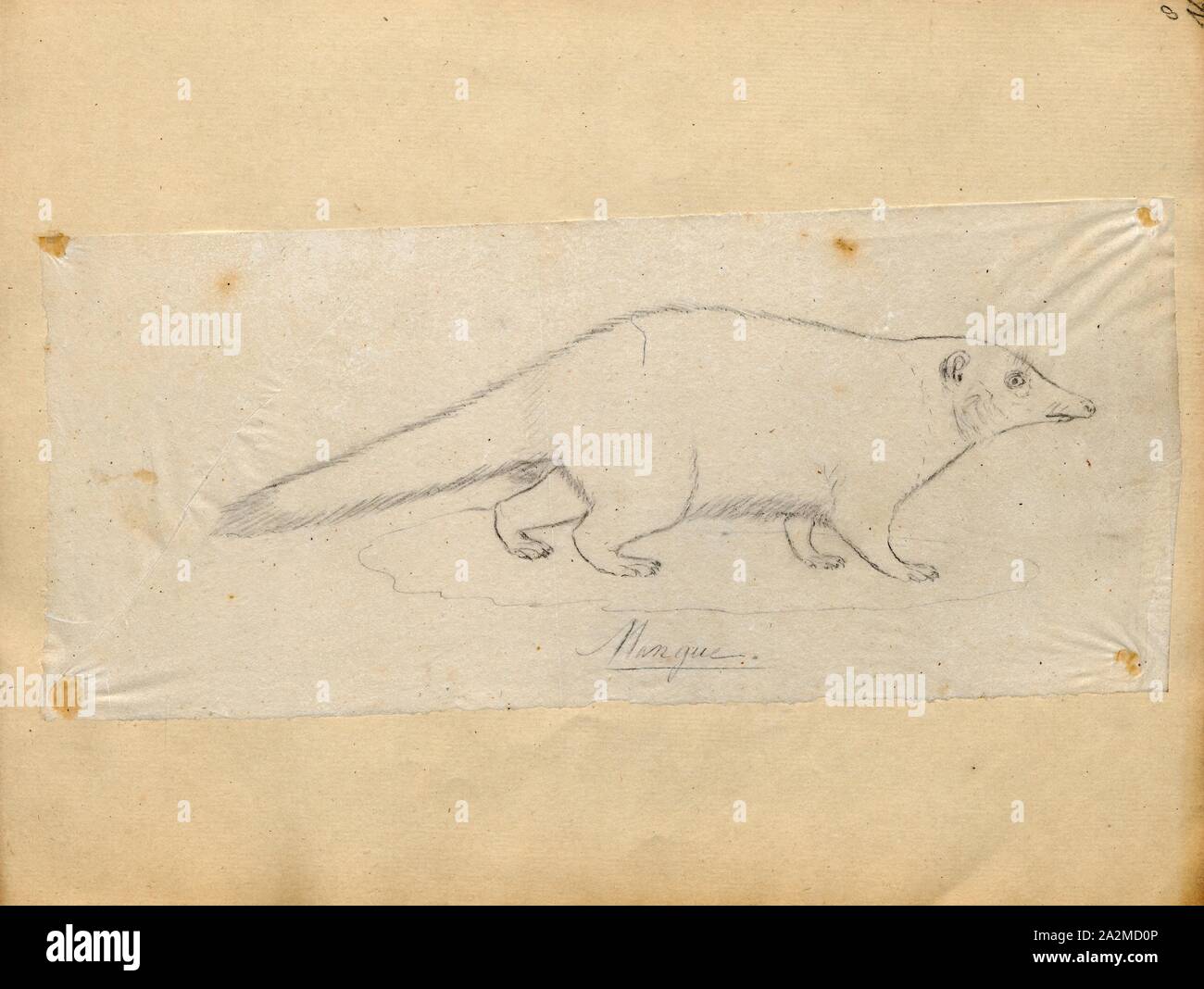 Crossarchus obscurus, Print, The common kusimanse (Crossarchus obscurus ...